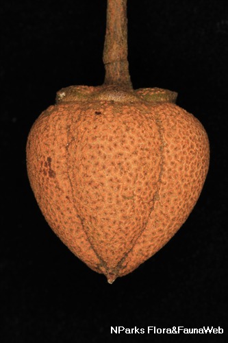 NParks | Vatica pauciflora