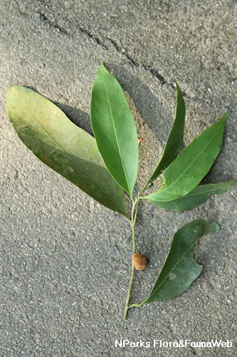 NParks | Vatica pauciflora