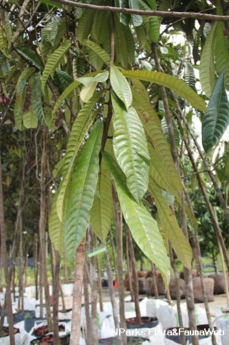 NParks | Vatica yeechongii