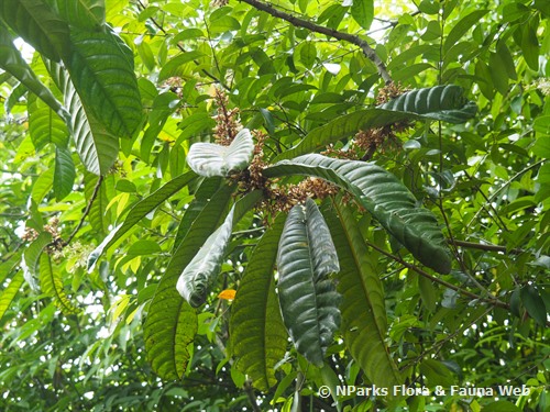 NParks | Vatica yeechongii