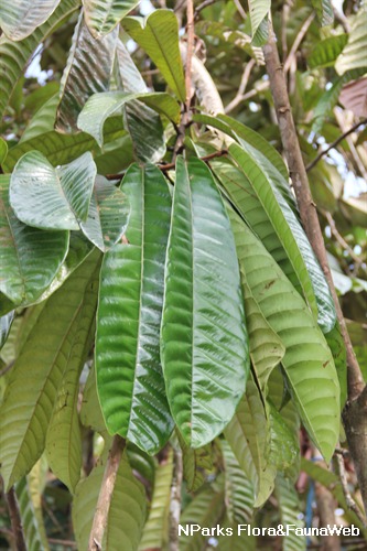 NParks | Vatica yeechongii