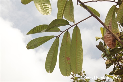 NParks | Vatica yeechongii