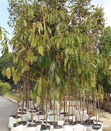 NParks | Vatica yeechongii