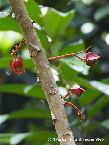 NParks | Vatica yeechongii