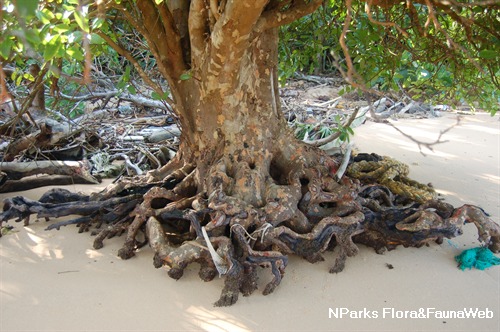 NParks | Xylocarpus granatum