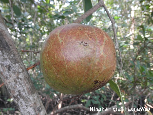 NParks | Xylocarpus granatum