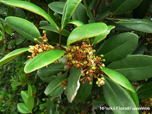 NParks | Xylocarpus granatum