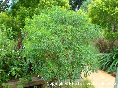 NParks | Cnidoscolus chayamansa