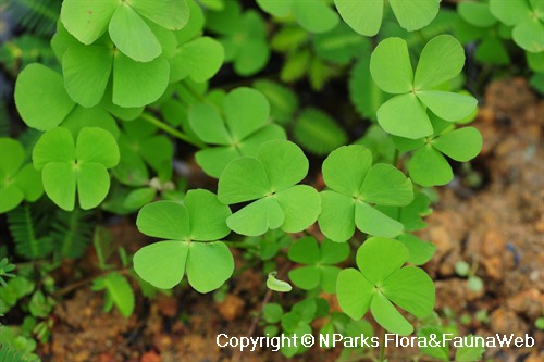 NParks | Marsilea minuta