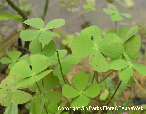 NParks | Marsilea minuta