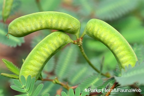 NParks | Neptunia oleracea