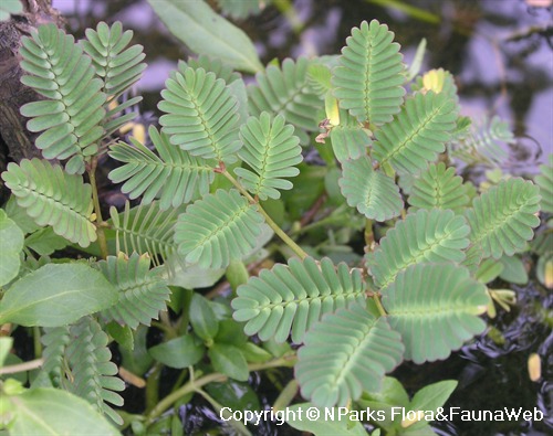 NParks | Neptunia oleracea