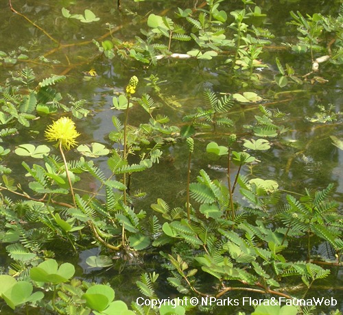 NParks | Neptunia oleracea