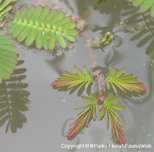 NParks | Neptunia oleracea