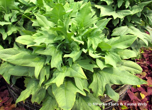 NParks | Lactuca indica