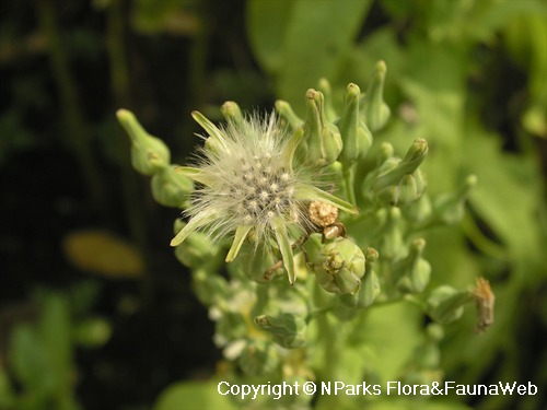 NParks | Lactuca indica