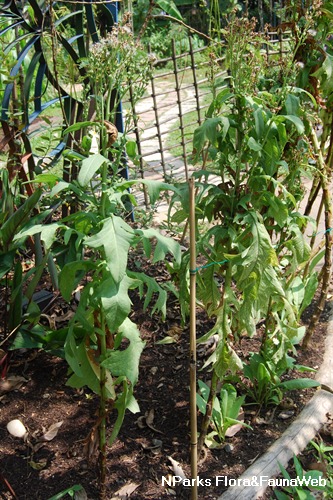 NParks | Lactuca indica