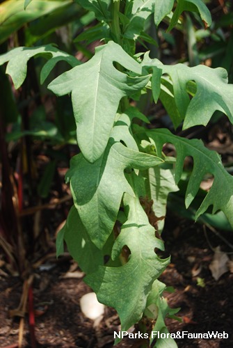 NParks | Lactuca indica