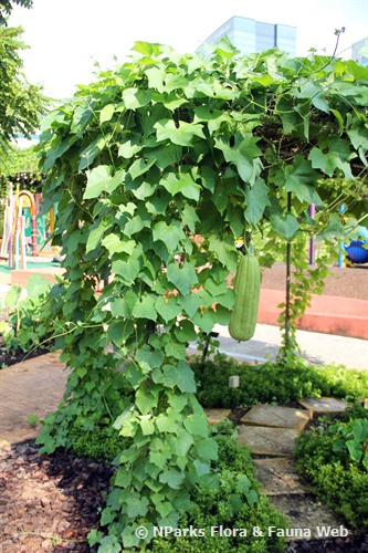 NParks | Luffa aegyptiaca