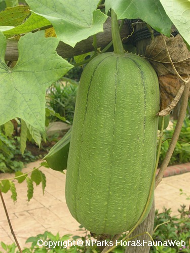 NParks | Luffa aegyptiaca