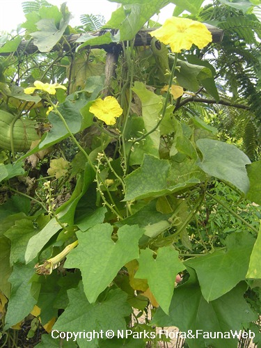 NParks | Luffa aegyptiaca
