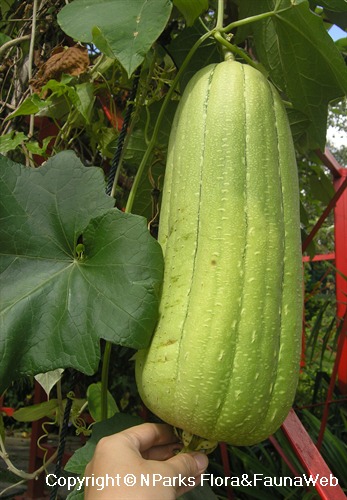 NParks | Luffa aegyptiaca