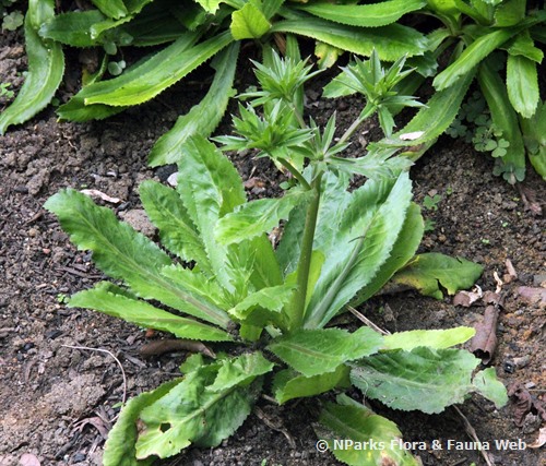 NParks | Eryngium foetidum