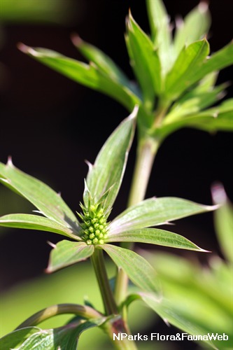 NParks | Eryngium foetidum