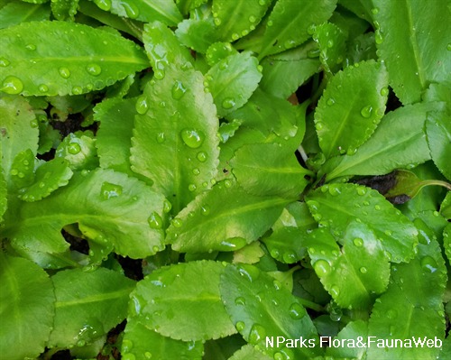 NParks | Eryngium foetidum