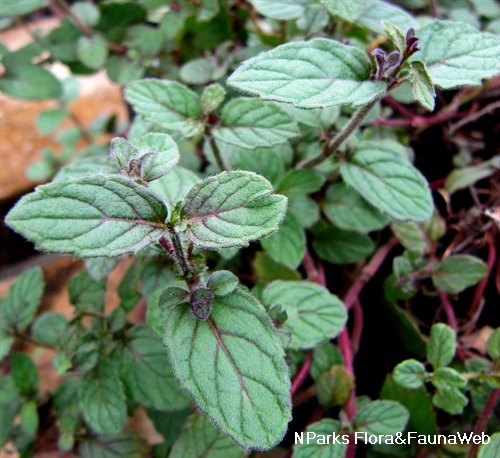 NParks | Mentha × piperita
