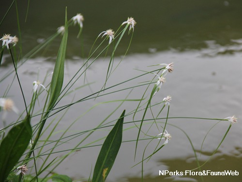 NParks | Rhynchospora colorata