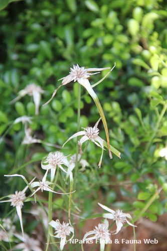 NParks | Rhynchospora colorata