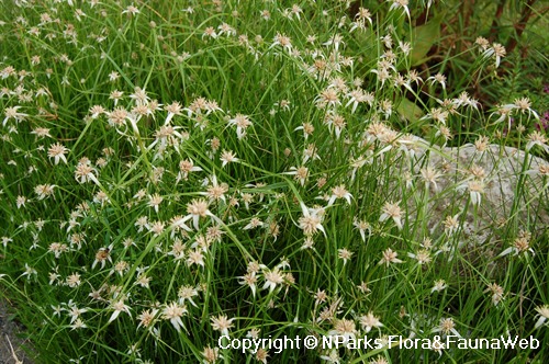 NParks | Rhynchospora colorata