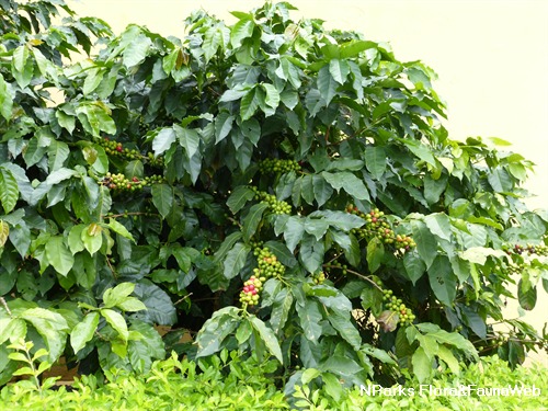 NParks | Coffea arabica