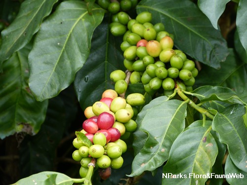 NParks | Coffea arabica