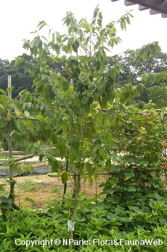 NParks | Coffea arabica