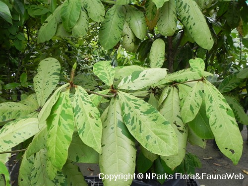 NParks | Terminalia catappa (Variegated)