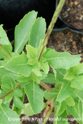 NParks | Stachytarpheta 'Red Compacta'