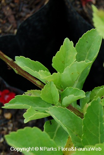 NParks | Stachytarpheta 'Red Compacta'