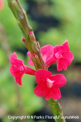 NParks | Stachytarpheta 'Red Compacta'