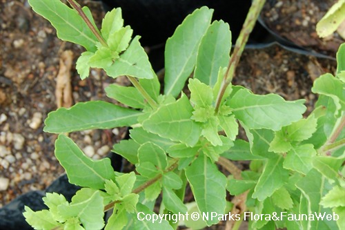 NParks | Stachytarpheta 'Red Compacta'