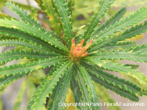 NParks | Banksia spinulosa