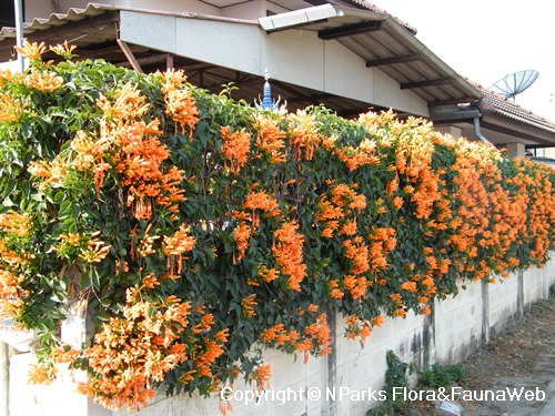NParks | Pyrostegia venusta