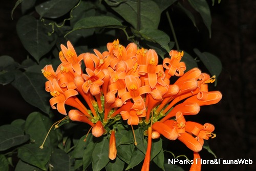 NParks | Pyrostegia venusta