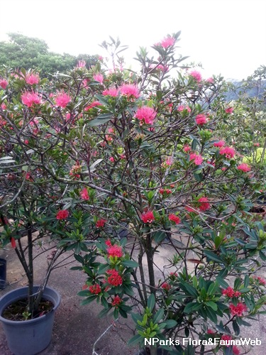 NParks | Xanthostemon (pink flowers)