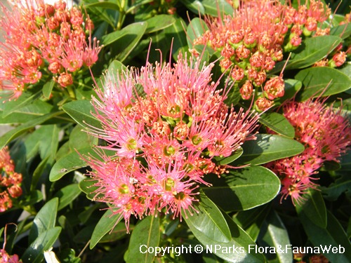 NParks | Xanthostemon (pink flowers)