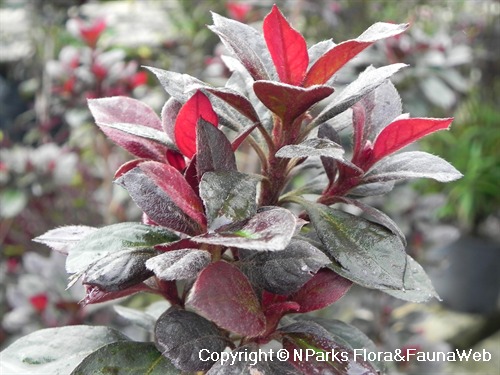 NParks | Azalea indica 'Shiraz'