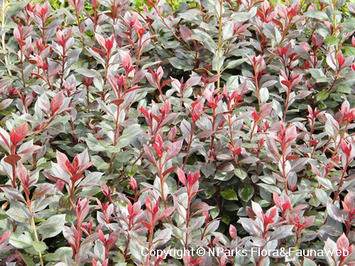 NParks | Azalea indica 'Shiraz'