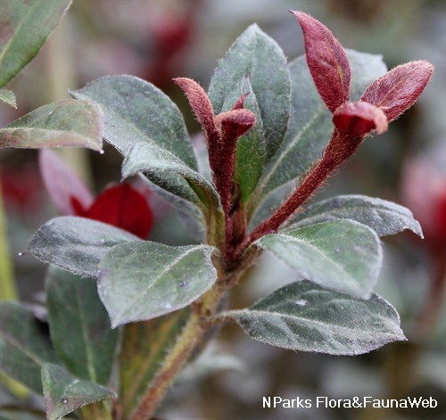 NParks | Azalea indica 'Shiraz'