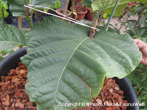 NParks | Coccoloba rugosa